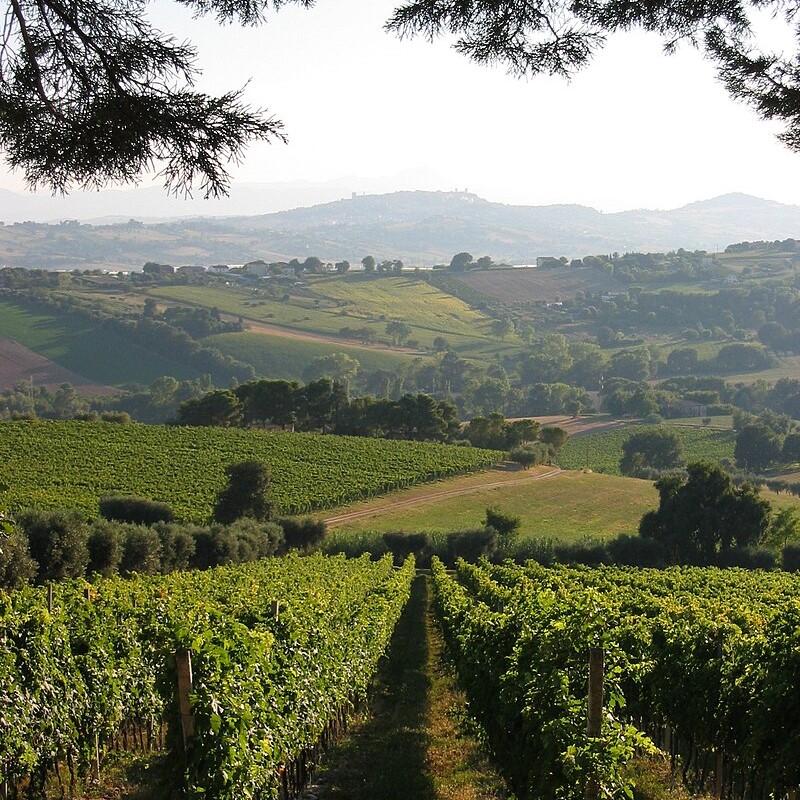 Conero Rosso Riserva – Il Wine Blog di Adriano Guerri & Friends